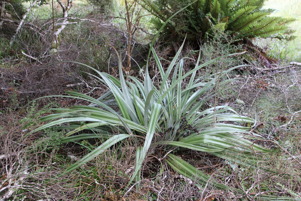 Mountain Astelia from Fiordland National Park, Fiordland National Park ...