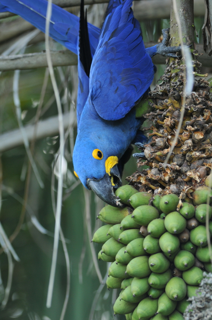 Hyacinth Macaw in April 2012 by Lucas Leuzinger · iNaturalist