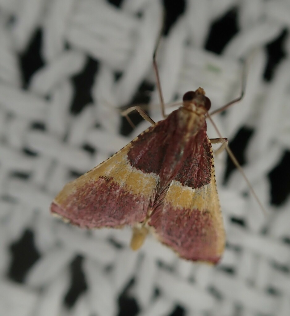 Endotricha euphiles in February 2024 by Stephen Fricker · iNaturalist