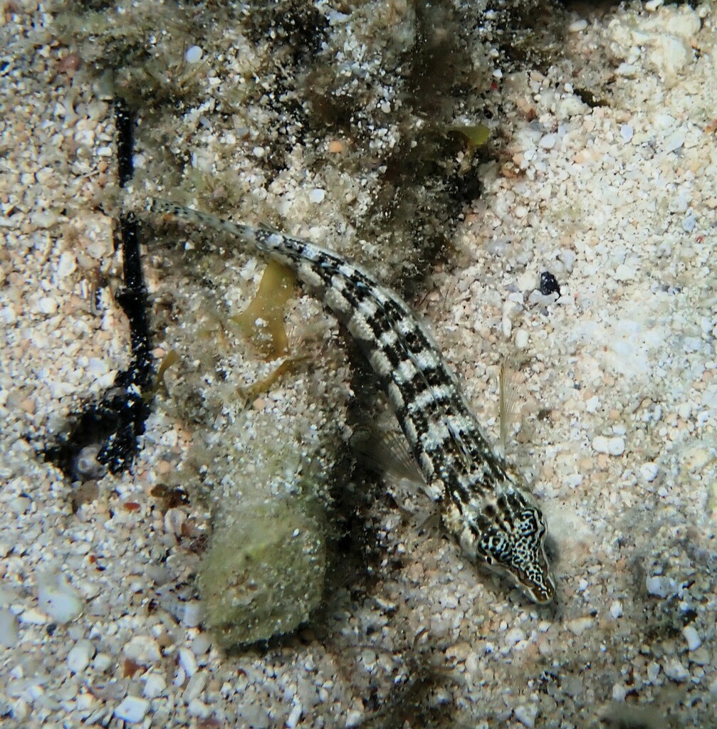 Southern Grubfish (Parapercis australis) - Marine Life Identification