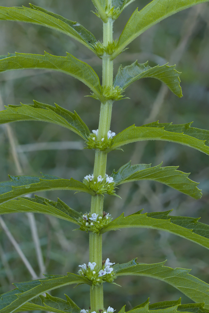 Lycopus australis from Hindmarsh Tiers SA 5202, Australia on December ...