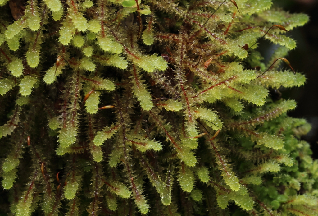 pipe-cleaner moss from Fiordland National Park, Fiordland National Park ...