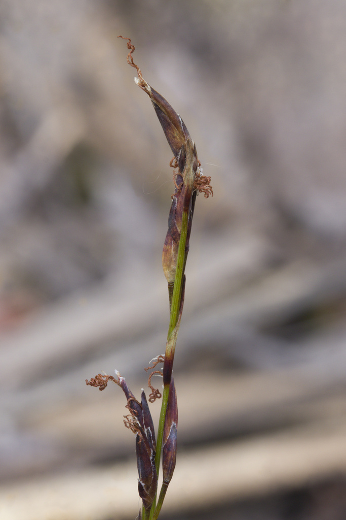 Schoenus laevigatus from Hindmarsh Tiers SA 5202, Australia on December ...