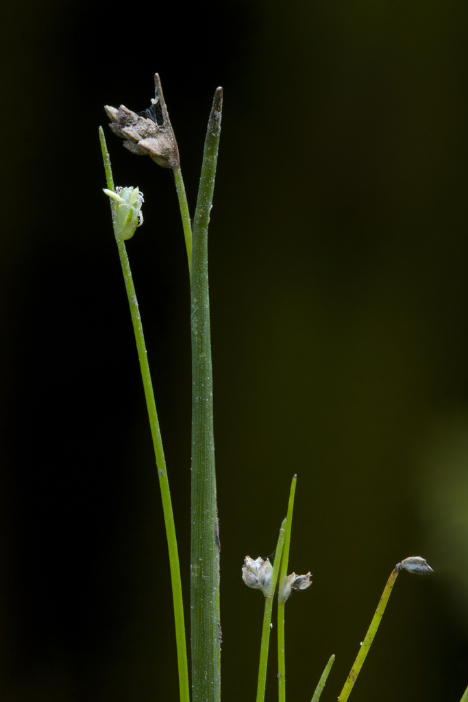 Slender Clubrush from Hindmarsh Tiers SA 5202, Australia on December 31 ...