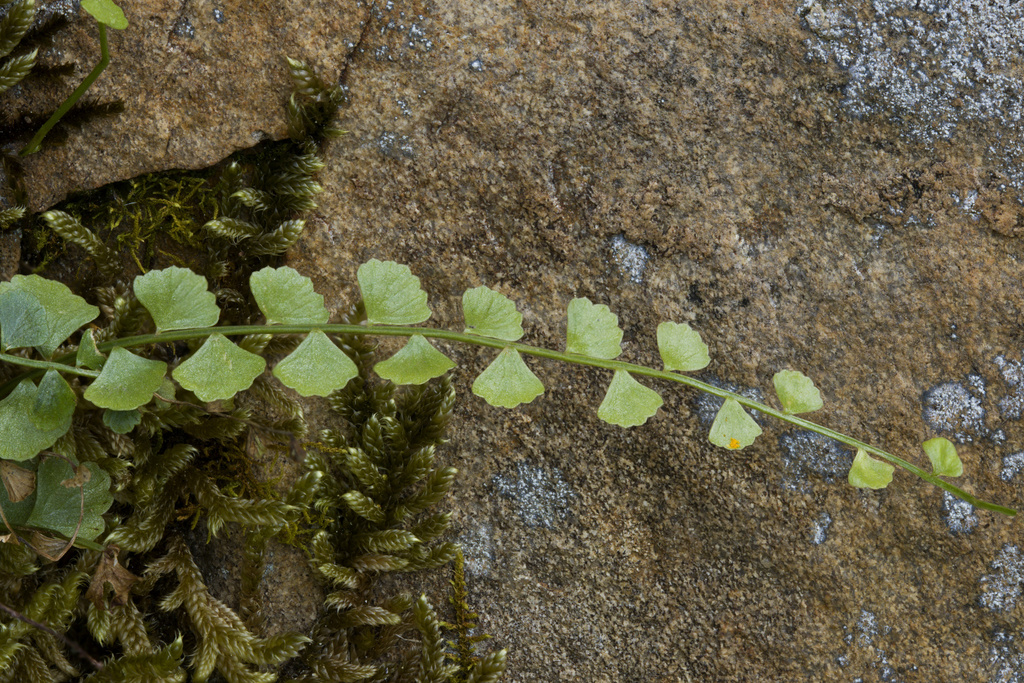 Necklace Fern from Hindmarsh Tiers SA 5202, Australia on December 31 ...