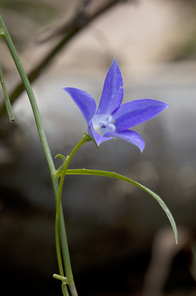 Tufted Bluebell from Hindmarsh Tiers SA 5202, Australia on December 31 ...