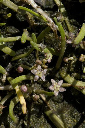 Lilaeopsis polyantha · NaturaLista Colombia