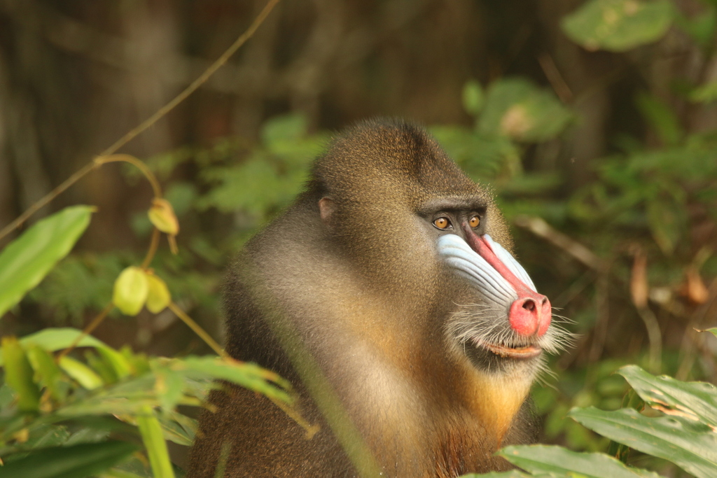 Mandrill in October 2023 by bureaubenjamin. Habituated individual ...