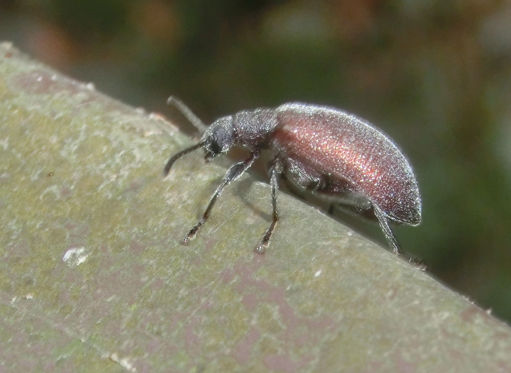 Lagria formosensis from 520台灣彰化縣田中鎮 on February 8, 2024 at 11:53 AM by ...