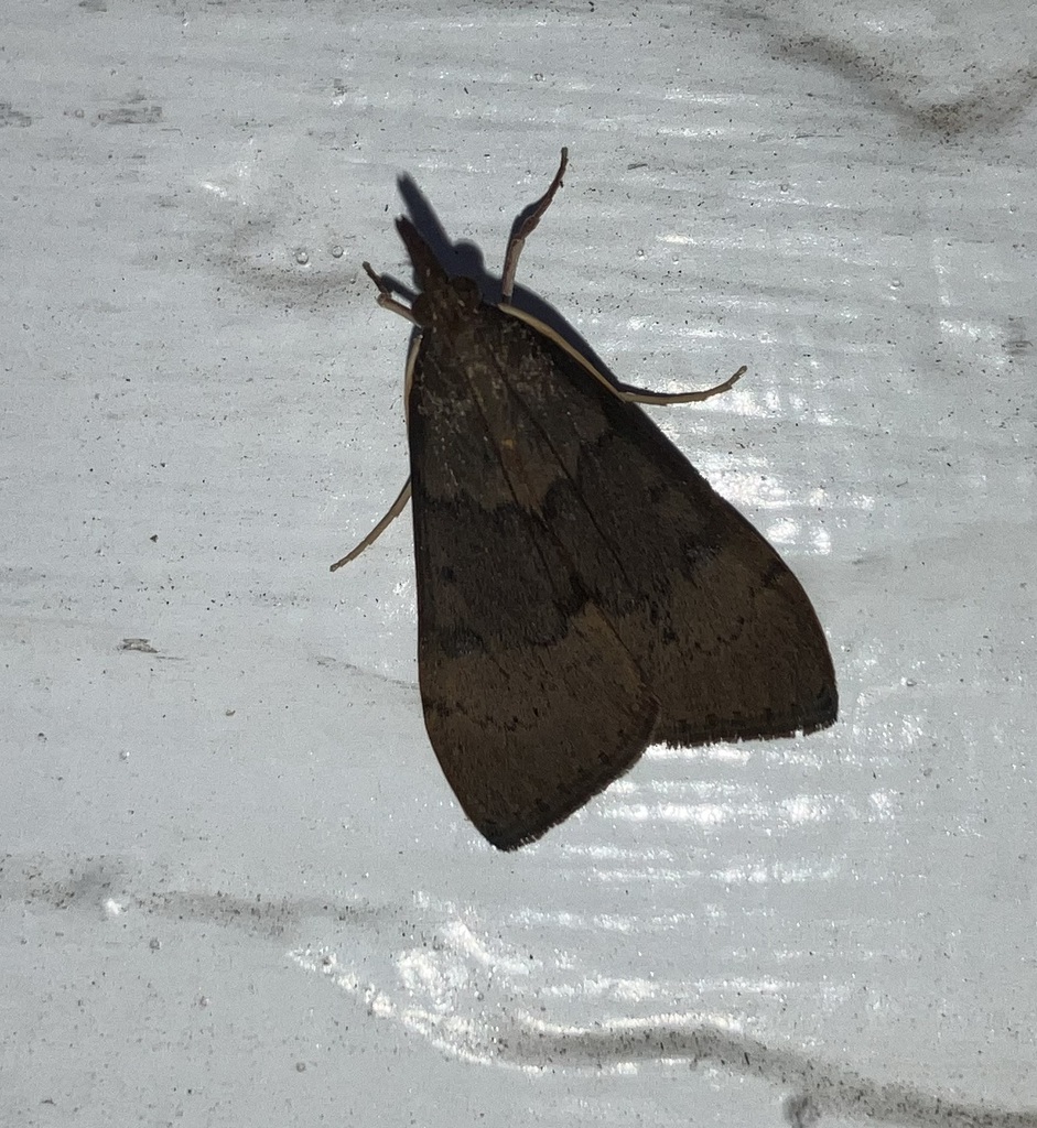 Tree Lucerne Moth from Holbrook NSW 2644, Australia on December 25 ...