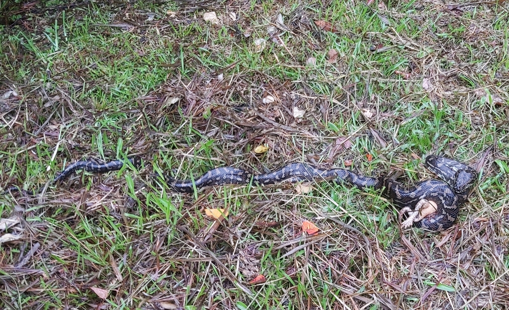 Cane Toad in February 2024 by KDendle. Caught by carpet python ...