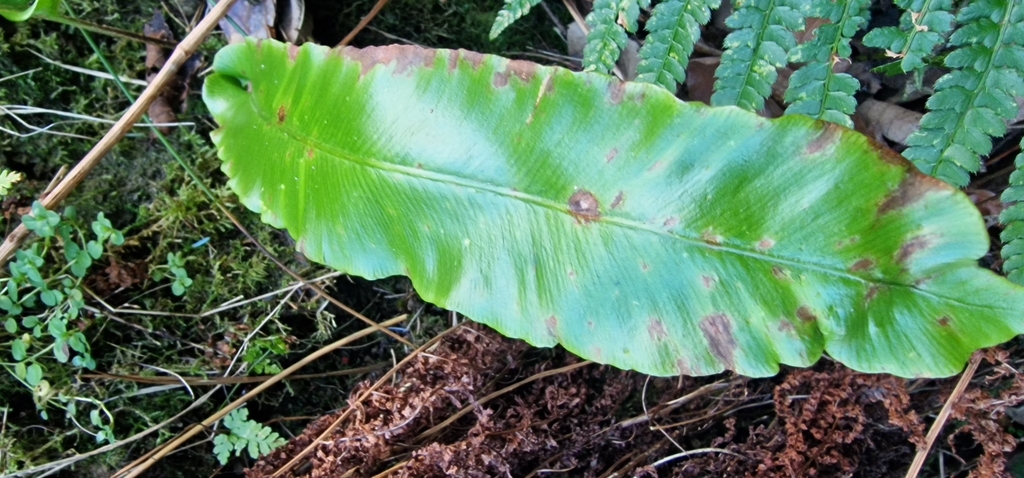 European Hart's-tongue Fern from Borth SY24 5LS, UK on 24 January, 2024 ...