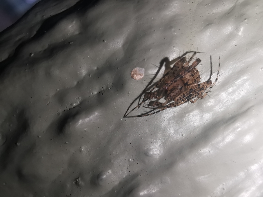 Pirate Spiders from Sabie Park, 1260, South Africa on February 9, 2024 ...