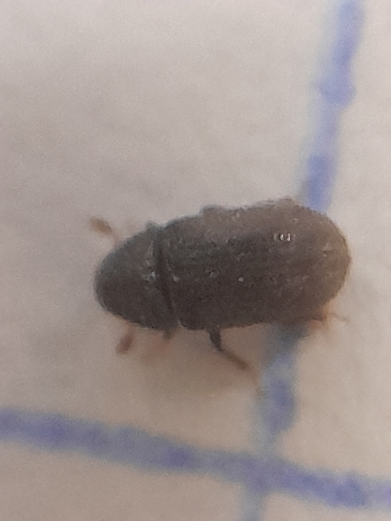 Polygraphus poligraphus from Респ. Башкортостан, Россия, 453560 on ...