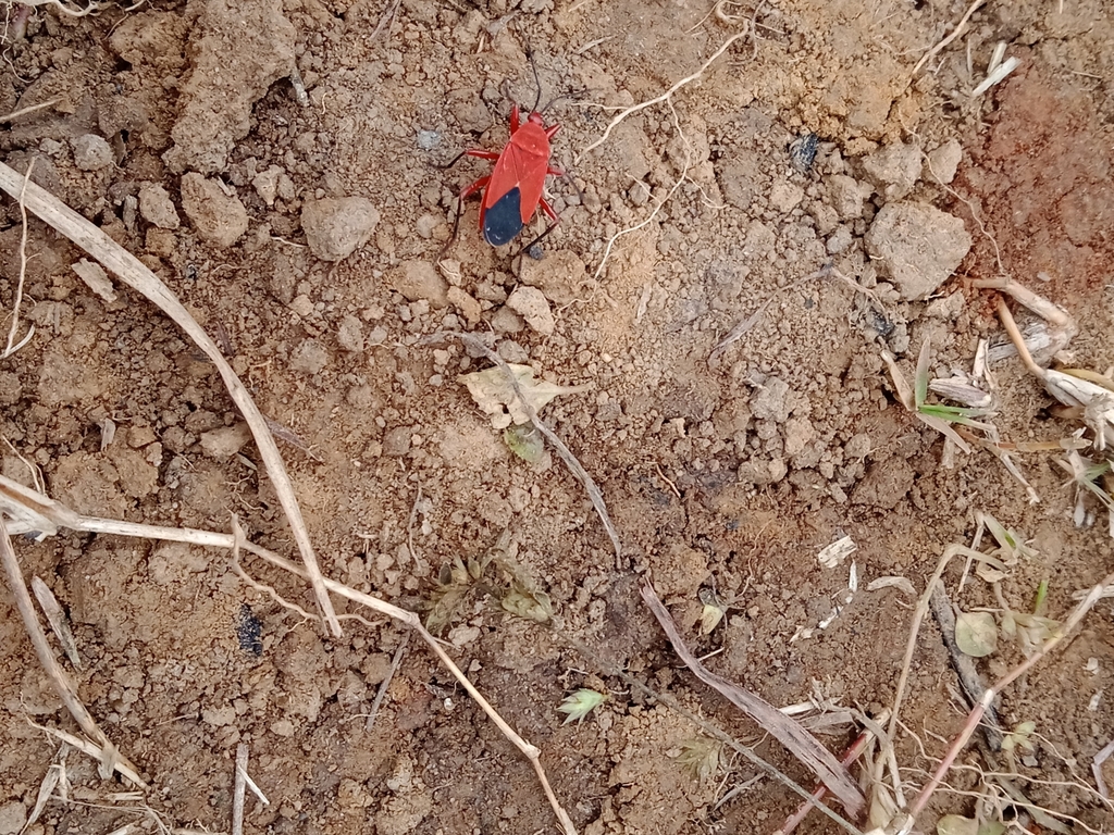 Antilochus coquebertii from CNRM Tikapur Kailali AFU on February 7 ...