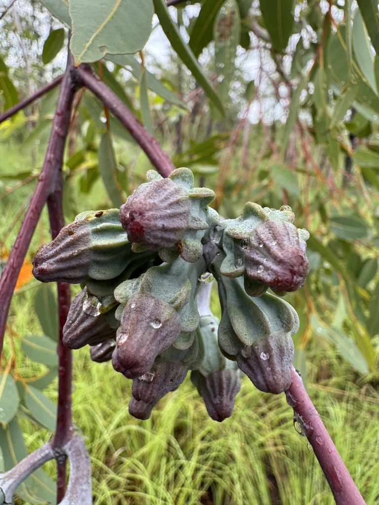 Woollybutt (Eucalyptus chartaboma) - Botanical Realm