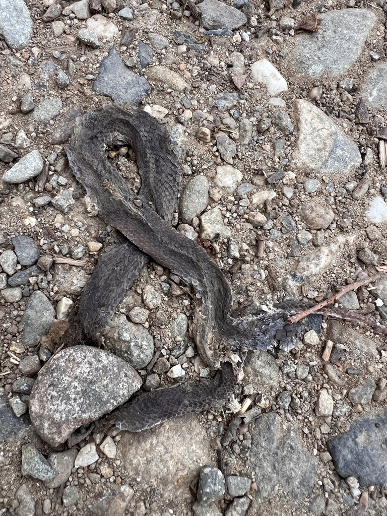 White-lipped Snake from Alpine National Park, Nelse, VIC, AU on January ...