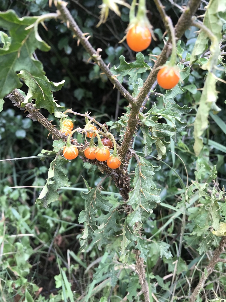 Spiny Solanums from Worcester Street, Makhanda, EC, ZA on February 9 ...