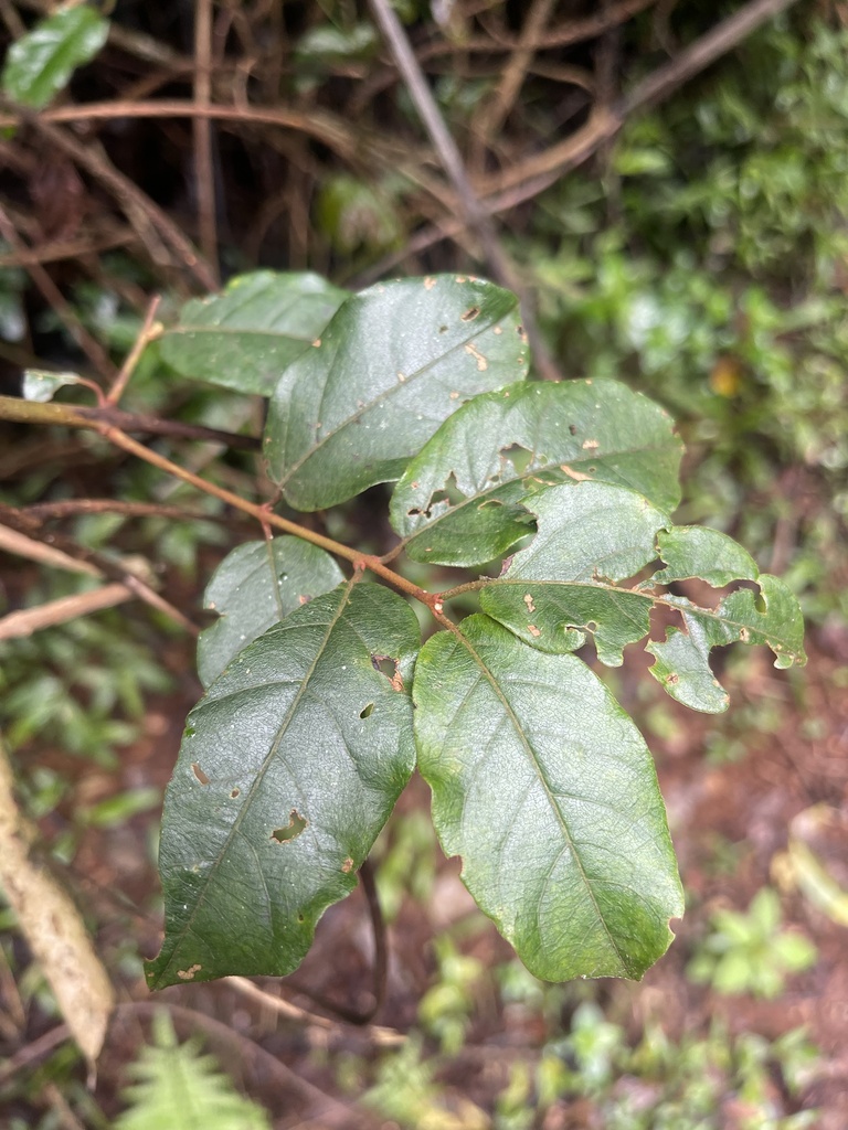 Forest Climbing Bushwillow from Bramasole Walk, Tzaneen, LP, ZA on ...