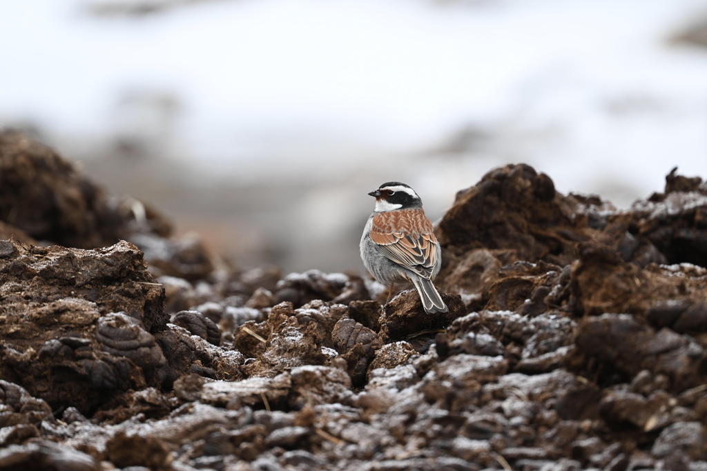 Tibetan Bunting in April 2023 by haitongyu. Rare winter records ...
