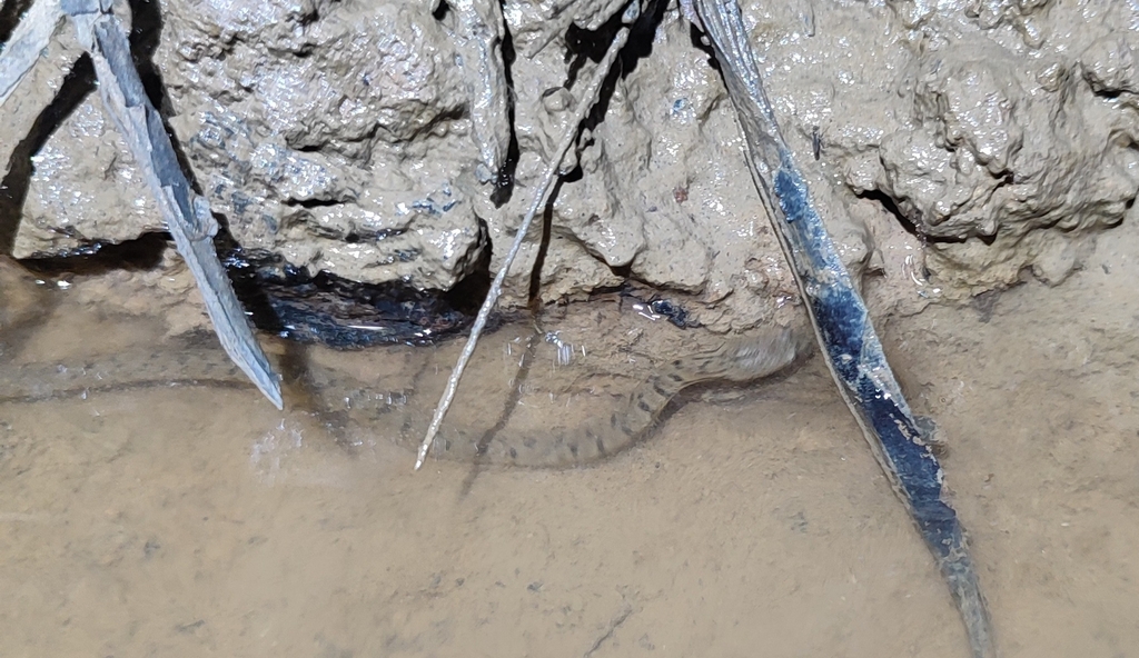 Southeast Asian Bockadam from JRJR+WHW, Sungsang III, Banyuasin II ...