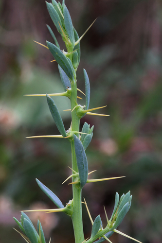 Black Roly-poly (Sclerolaena muricata) · iNaturalist United Kingdom