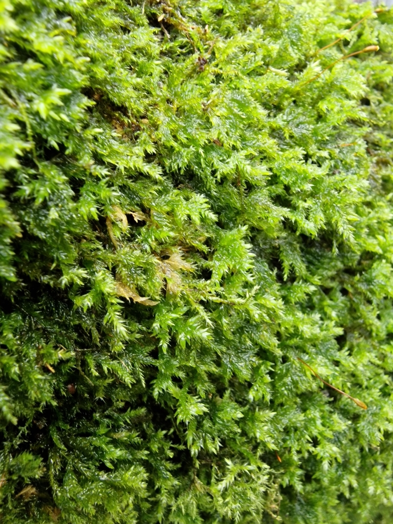 Mouse-tail Moss from Bedelands Farm Nature Reserve Burgess Hill RH15 ...