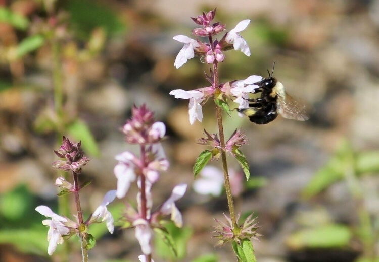 Blueberry Digger Bee from Warner University, Lake Wales, FL, US on ...