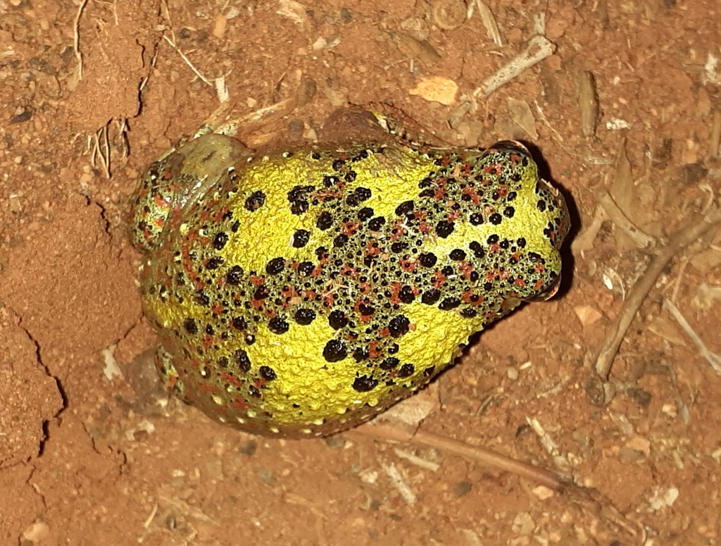 Holy Cross Frog from Bourke, AU-NS, AU on February 10, 2024 at 12:09 AM ...