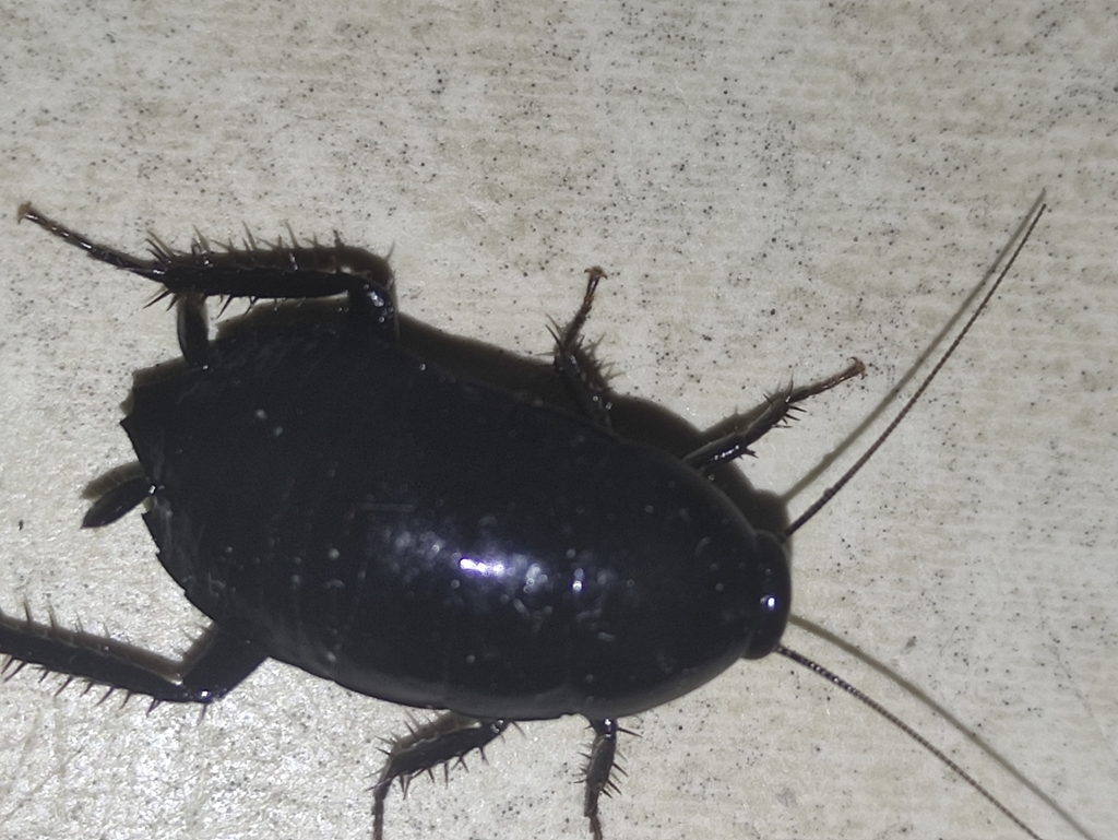 Household Cockroaches and Allies from Edificio F, Manuel Sanchez Marmol ...