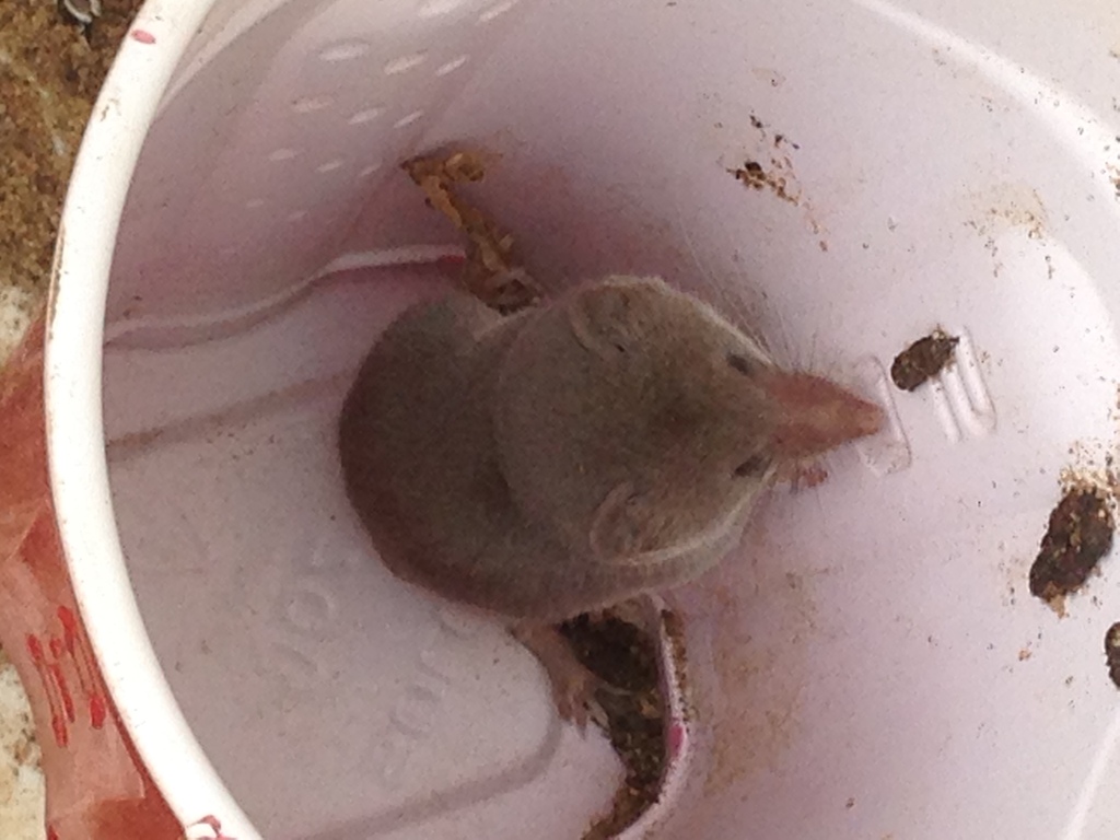 Crawford's Gray Shrew (Wildlife of Mancos State Park) · iNaturalist