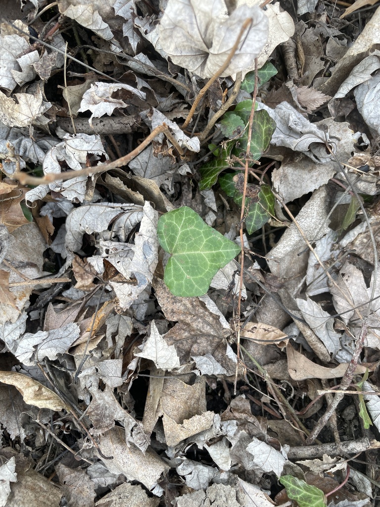 common ivy from E Cooke Rd, Columbus, OH, US on February 9, 2024 at 09: ...