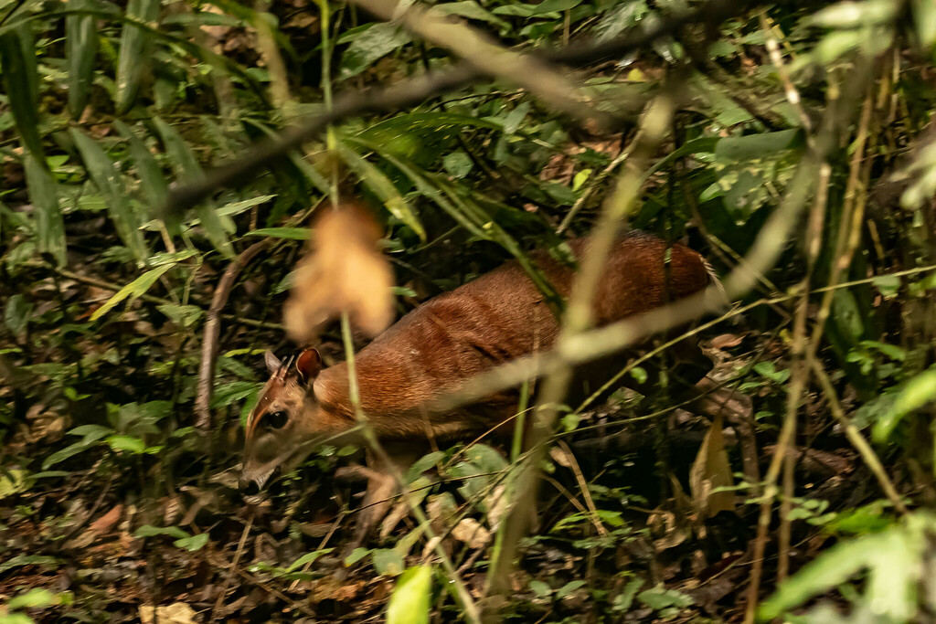 Bay Duiker in January 2024 by bureaubenjamin · iNaturalist