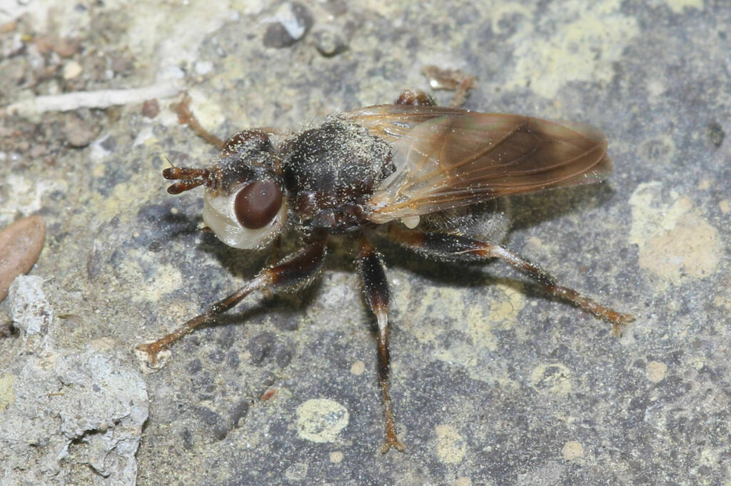 Myopa in April 2023 by William Hull · iNaturalist