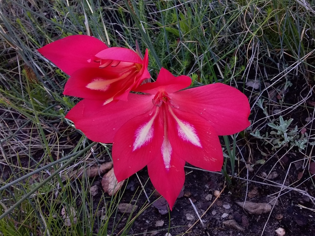 Montagu Rock Lily from Montagu Mountain Reserve Bloupunt Trail on April ...