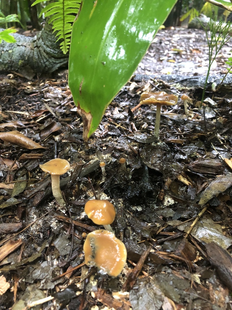 Wavy Cap in February 2024 by emcdaddy · iNaturalist