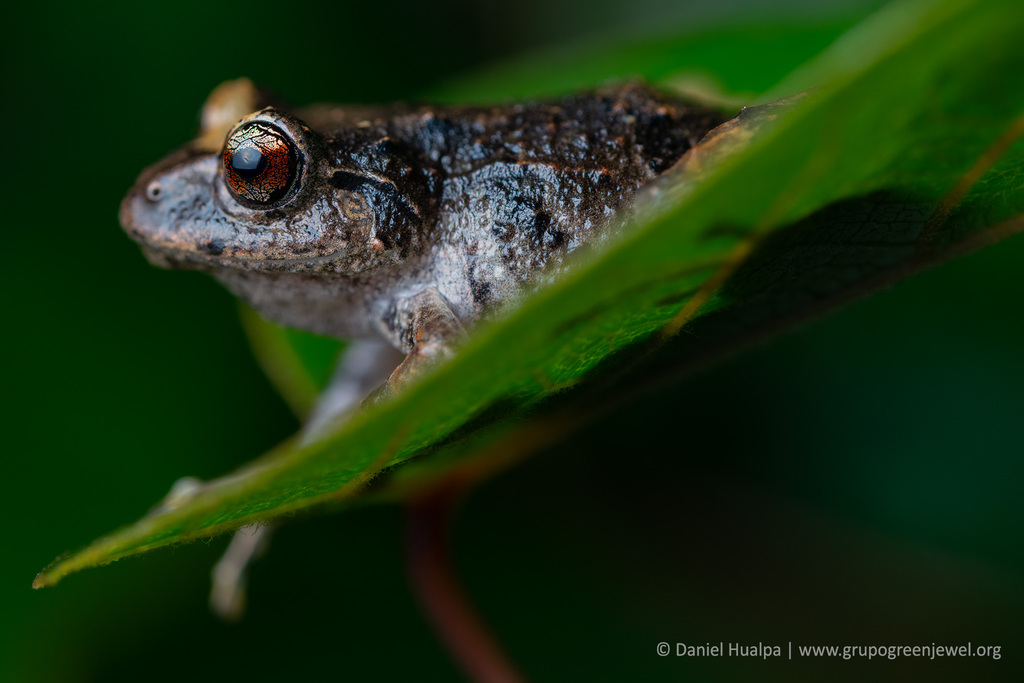 Canchaque Robber Frog in January 2024 by Daniel Hualpa · iNaturalist