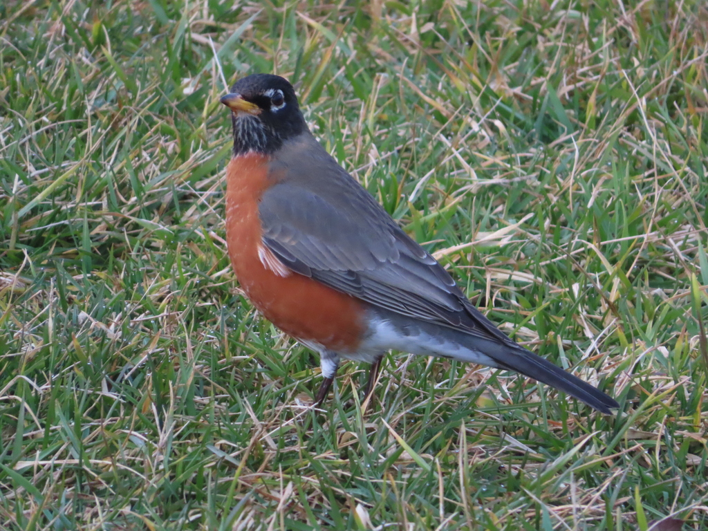 American Robin from Severn, MD, USA on February 9, 2024 at 07:57 AM by ...