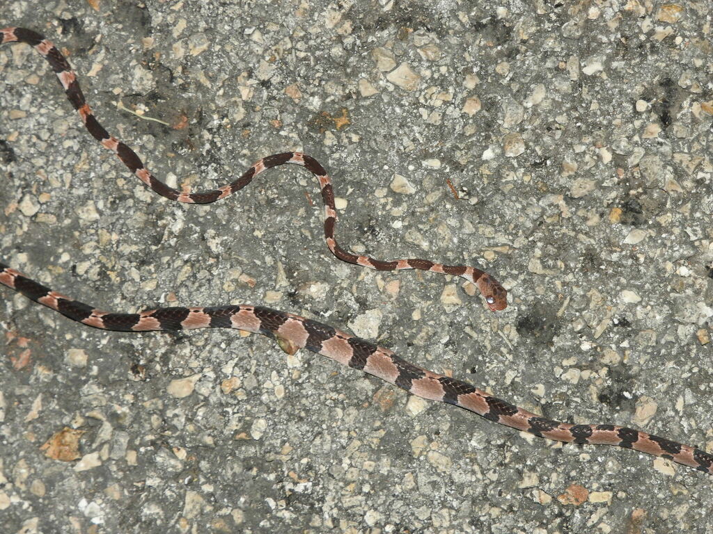 Yucatán Blunt-headed Tree Snake from Espita, Yuc., México on February 9 ...