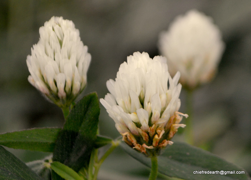 Egyptian clover (Trifolium alexandrinum) - Botanical Realm