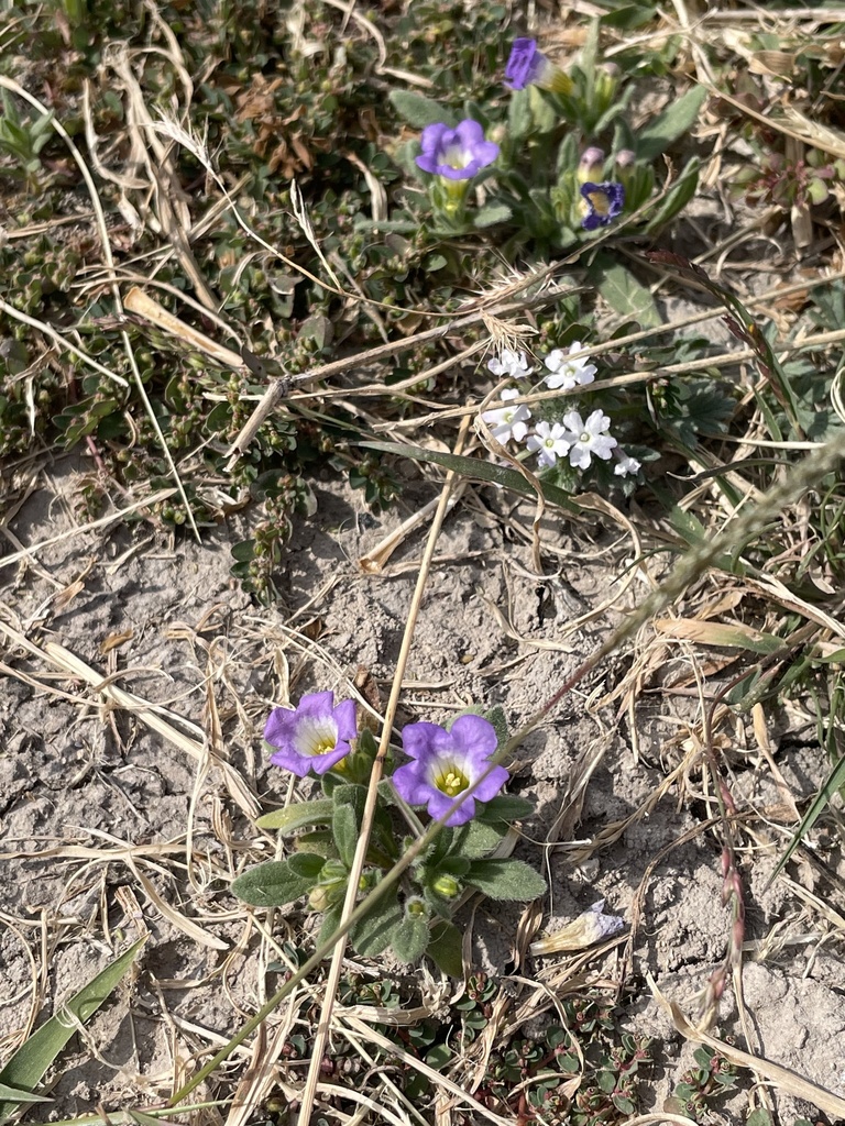 rough nama from 001, Artemio Treviño, N.L., MX on February 9, 2024 at ...