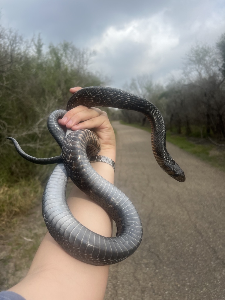 Texas Indigo Snake in February 2024 by jack4rogers · iNaturalist