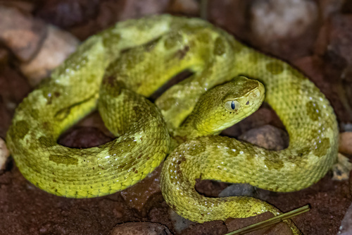 Mato Grosso Lancehead (Bothrops mattogrossensis) - Snakes and Lizards