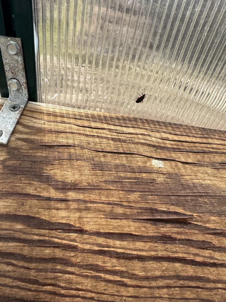 Eastern Boxelder Bug from Alabama Ave SW, Dundee, OH, US on February 9 ...