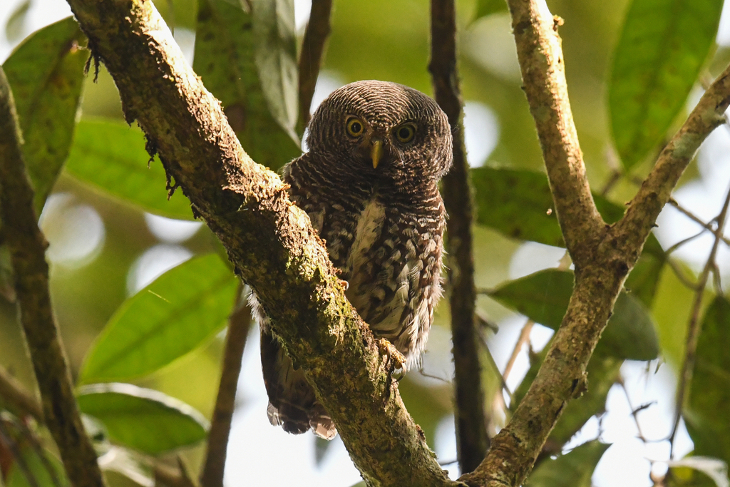 Chestnut-backed Owlet in January 2024 by Maryse Neukomm · iNaturalist