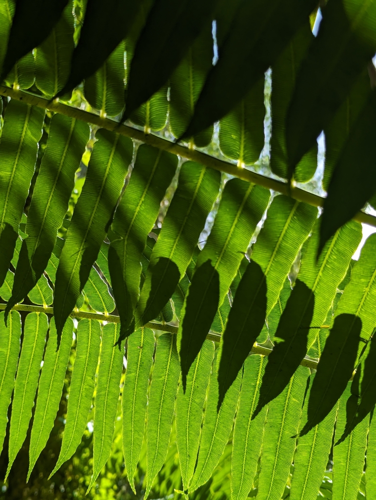 king fern from GVVM+CR3, Yigo, Guam on February 04, 2024 at 03:02 PM by ...