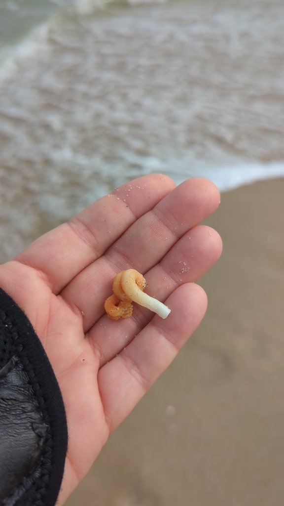 Florida Worm Snail from A1A & NE 18 St, Fort Lauderdale, FL 33305, USA ...