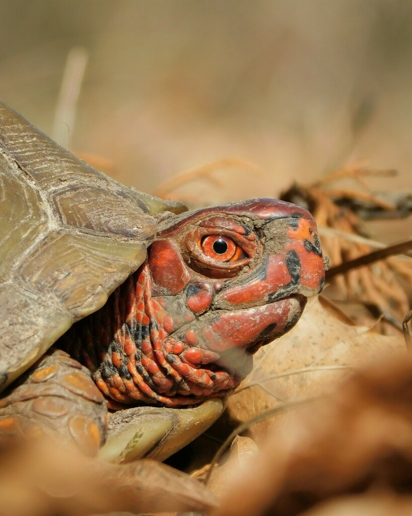 Three-toed Box Turtle in February 2024 by Ryan Philbrick · iNaturalist