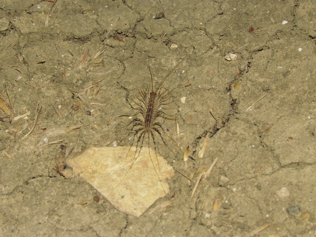 House Centipede from Caltanissetta, Sicily, IT on 11 September, 2021 at ...