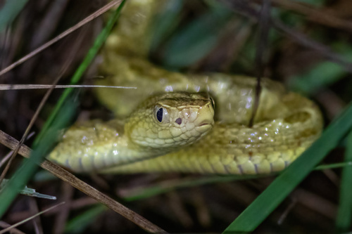 Mato Grosso Lancehead (Bothrops mattogrossensis) - Snakes and Lizards